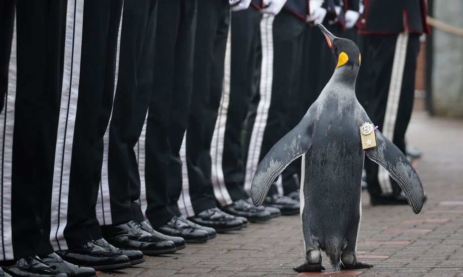 Edinburgh's brigadier penguin moves up the pecking order