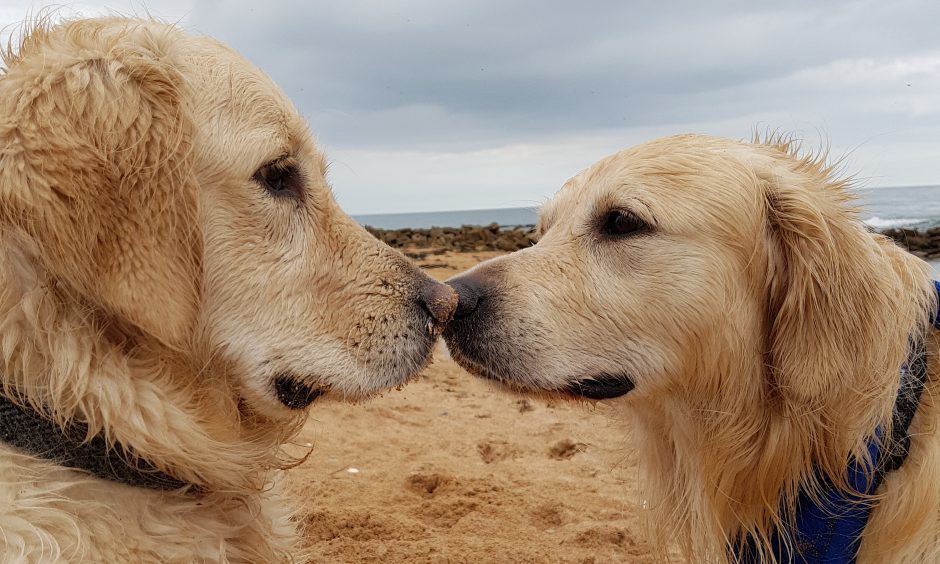 In photos: Life's a beach for 100 golden retrievers - The Courier