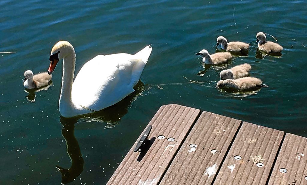 Fife baby swans thriving despite dad's sad demise