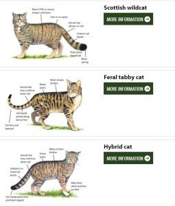 Fact file: Everything you need to know about the Scottish wildcat - The ...