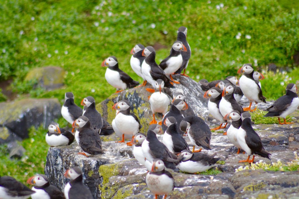 The puffins are back on the Jewel of the Forth - but not for long