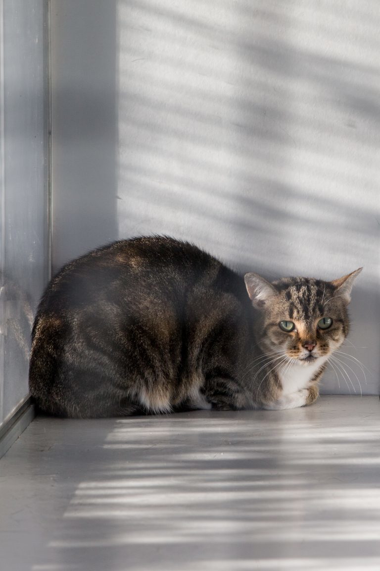 VIDEO: "SOS" appeal for homes as Fife shelter warns it is running out ...