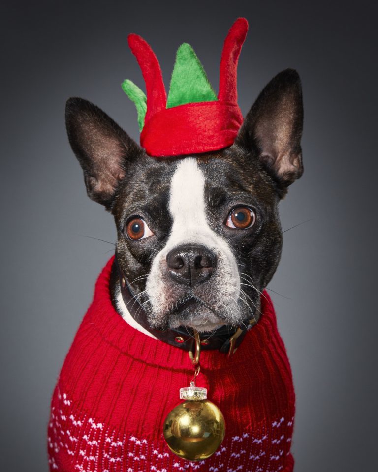 IN PHOTOS: Dogs in Christmas jumpers! - The Courier