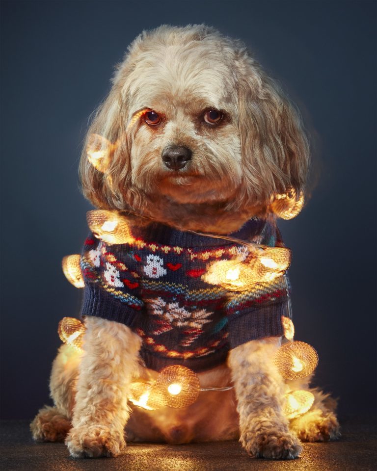 IN PHOTOS: Dogs in Christmas jumpers! - The Courier