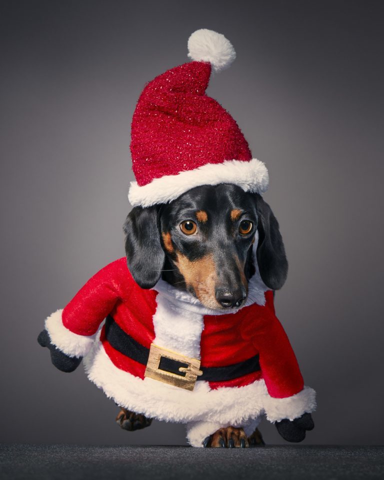 IN PHOTOS: Dogs in Christmas jumpers! - The Courier
