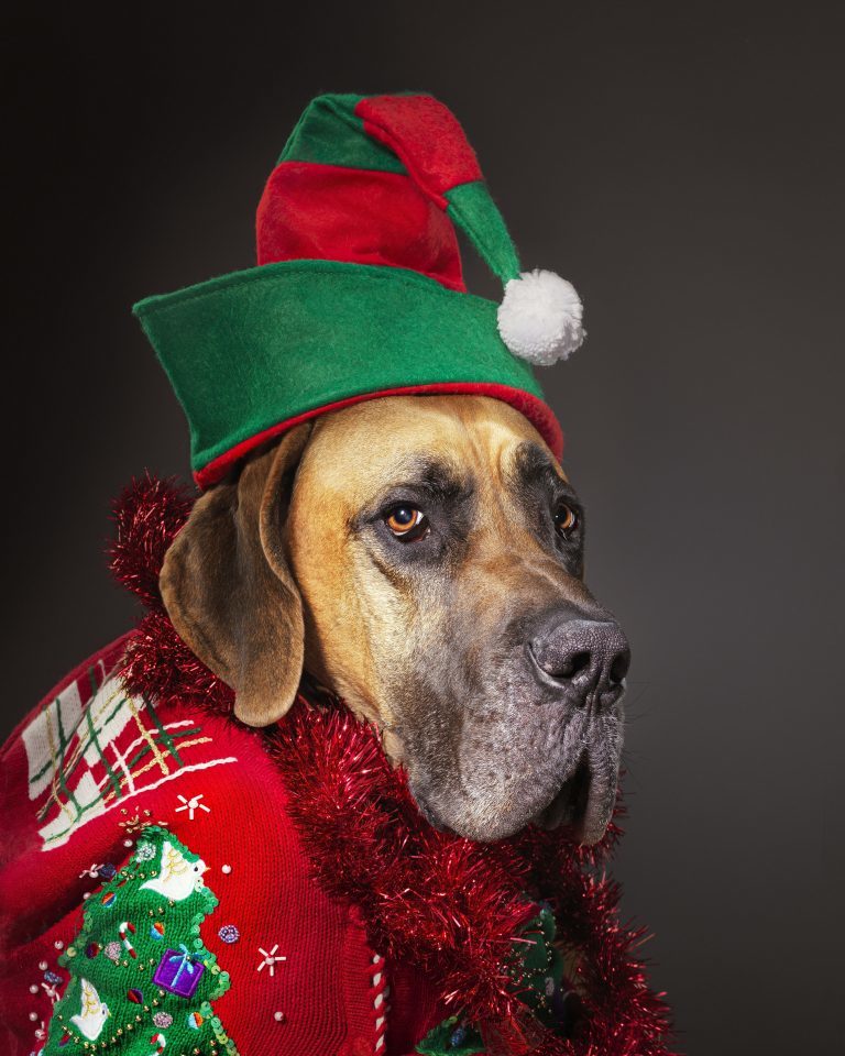 IN PHOTOS: Dogs in Christmas jumpers! - The Courier