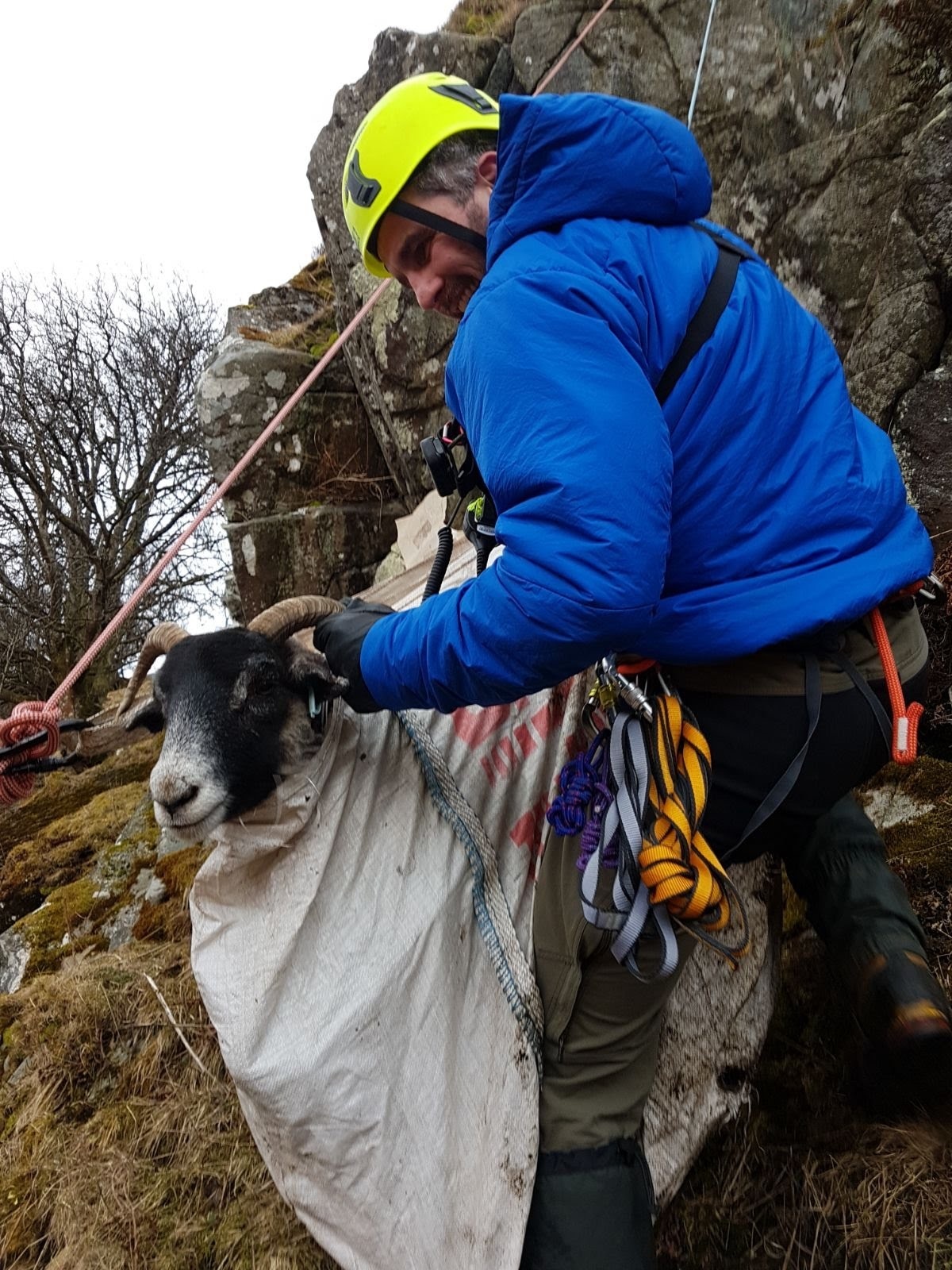 Would ewe believe it? Two sheep plucked off tiny cliff ledge after 11 ...