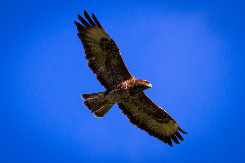 Fife runner victim of terrifying and sustained buzzard attack - The Courier