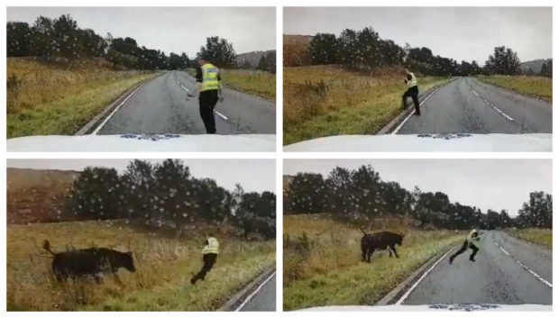 VIDEO: Footage of Scots police officer being chased by cow goes viral ...