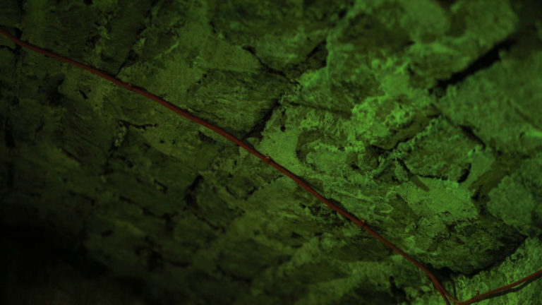 VIDEO: First look inside the 'Dundee Vaults' which lay hidden ...