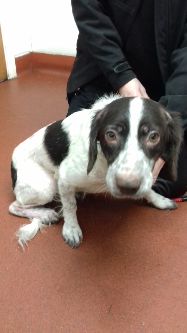 SSPCA release photos showing neglect suffered by Fife couple's dogs ...