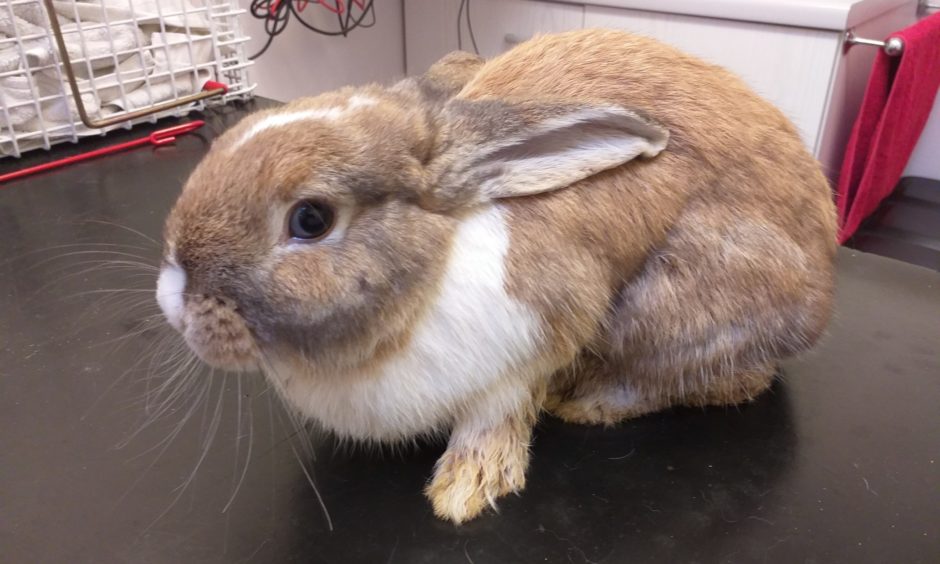 Dumped rabbit in worst condition inspector had seen