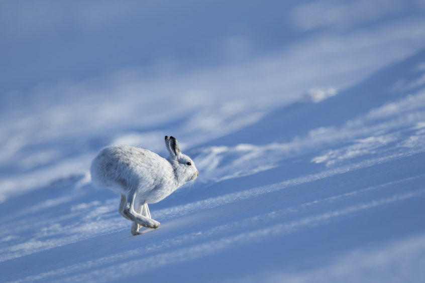 A leap into the wild: The secret life of the mountain hare - The Courier