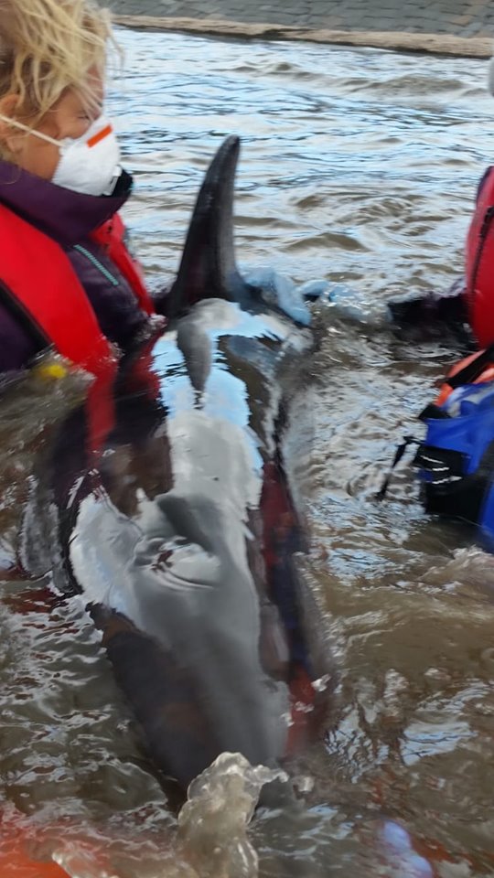 Divers rescue two dolphins stranded in Firth of Forth - The Courier
