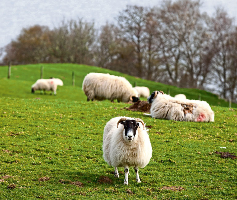 Sheep sector ‘has key role in climate change fight’ - The Courier