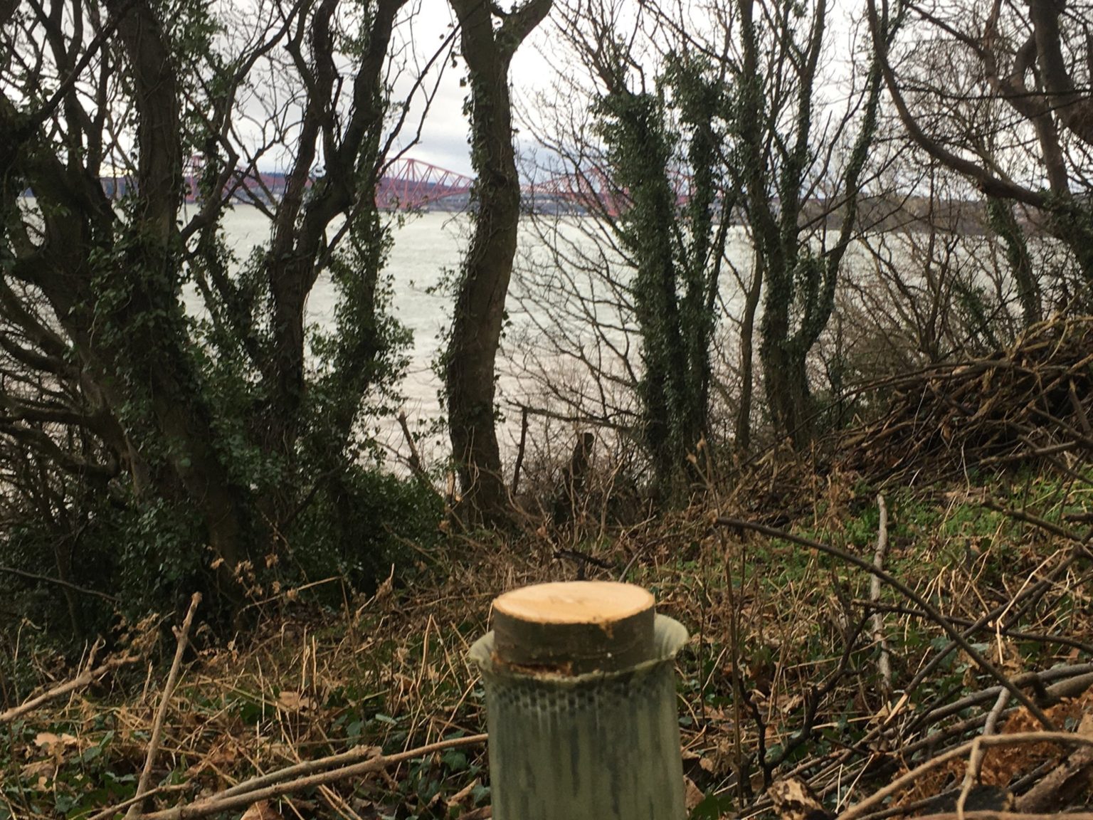 Dismay after trees destroyed at two of Fife's ancient woodland sites ...