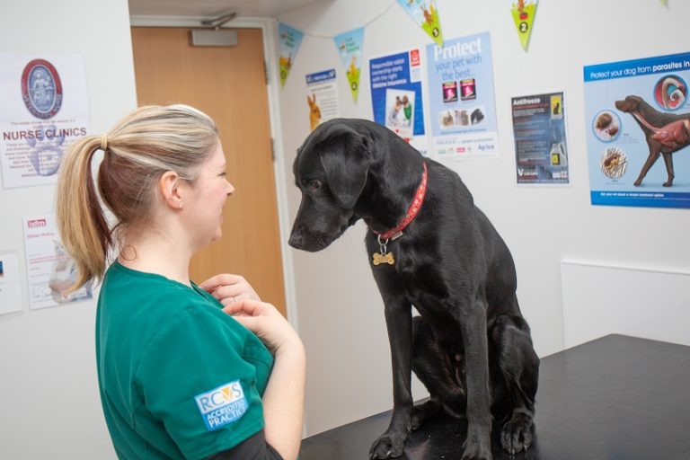 SPONSORED: Parkside Vets opens newly expanded surgery in Dundee - The ...
