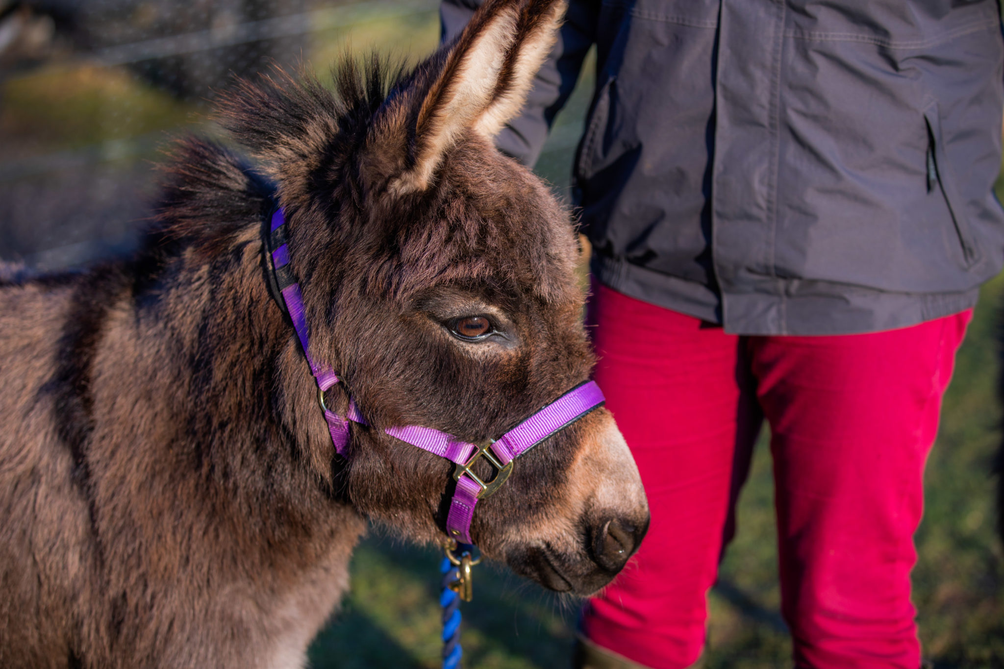 VIDEO: Meet Tayside miracle mini donkey who gave birth to healthy foal ...
