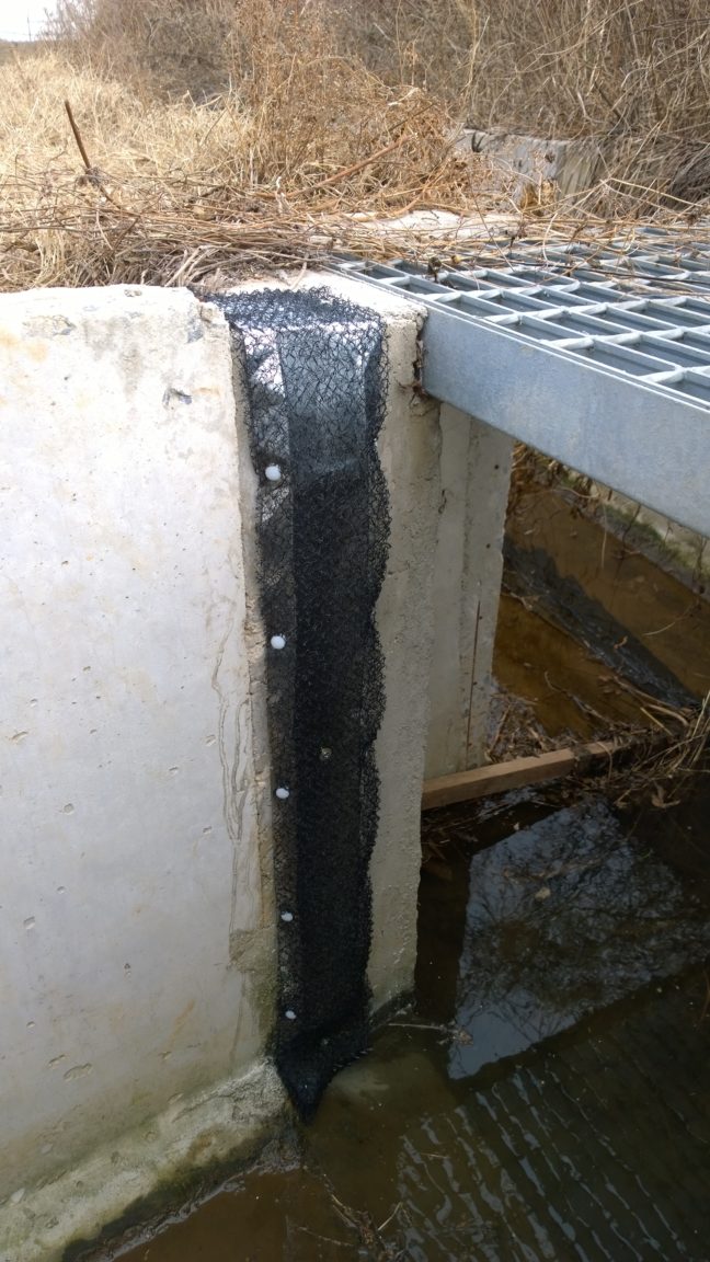 Angus amphibian ladders saving lives of dwindling frog population in ...