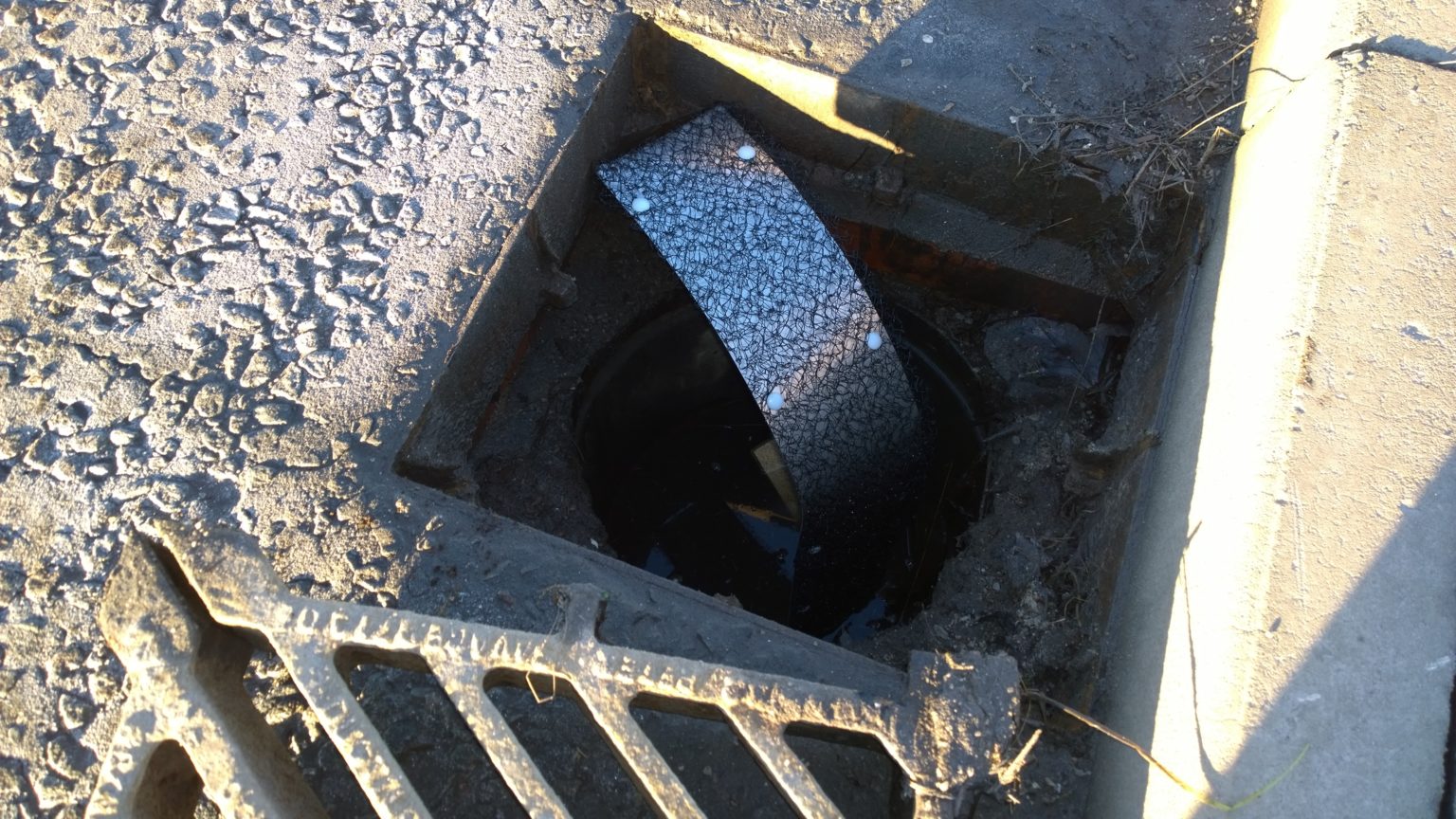 Angus amphibian ladders saving lives of dwindling frog population in ...