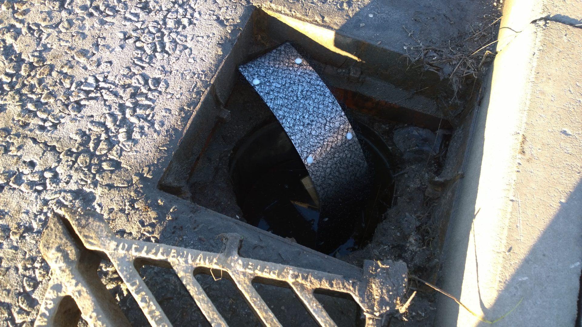 Angus amphibian ladders saving lives of dwindling frog population in ...