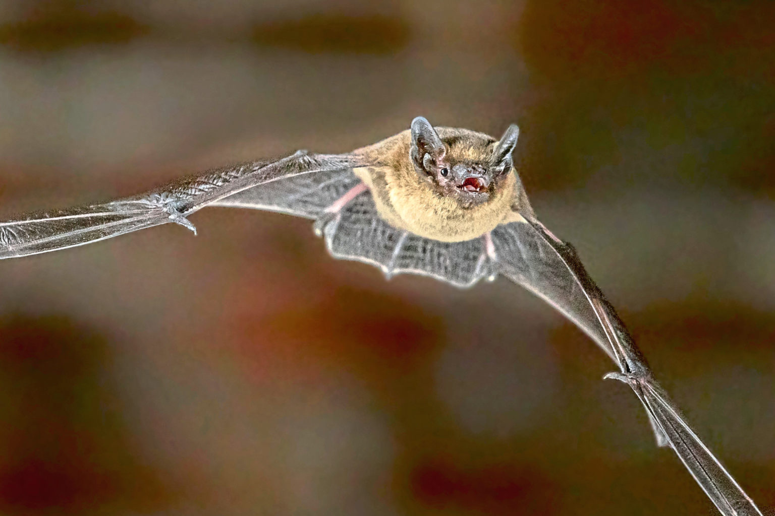 Cupar 'bat woman' busts myths about the misunderstood mammals