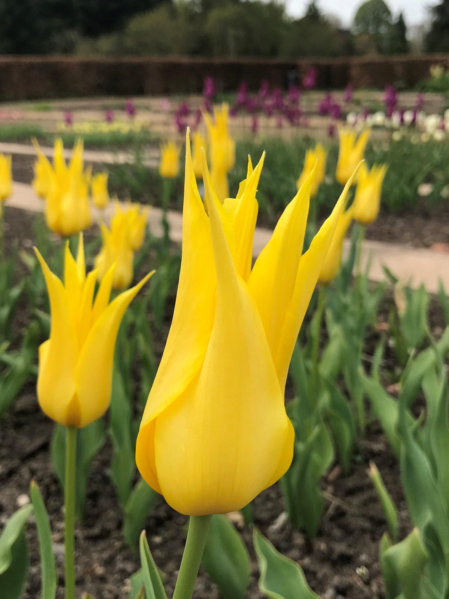 GINGER GAIRDNER: Tulips are an exotic plant with a history to match ...
