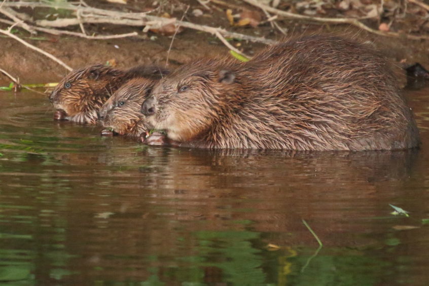 Shock after all 87 legal beaver killings in Scotland last year take ...