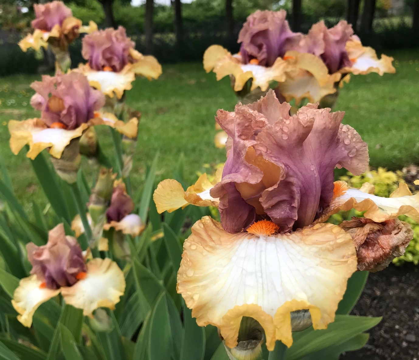 GINGER GAIRDNER: An eye-catching iris to brighten your garden - The Courier