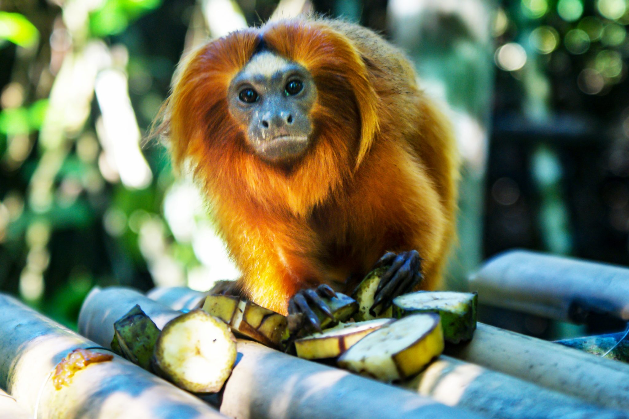 Monkeys mimic human behaviour when feeding young, St Andrews ...