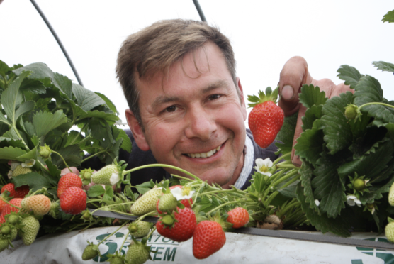 Season's Eatings: Why Scottish strawberries are the cream of the crop ...