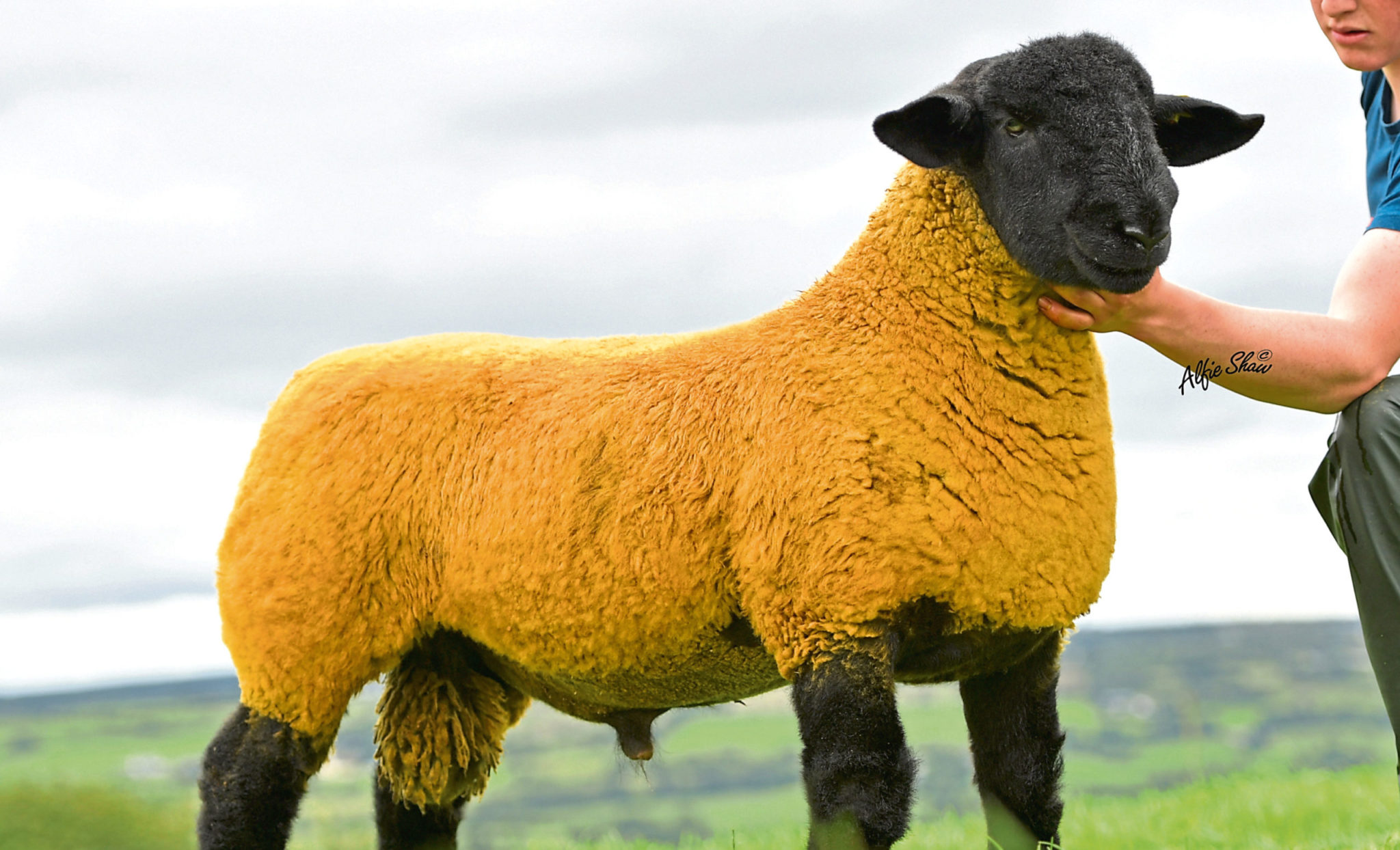 ‘Blistering trade’ in rams at Suffolk Sheep Society’s Scottish area sale