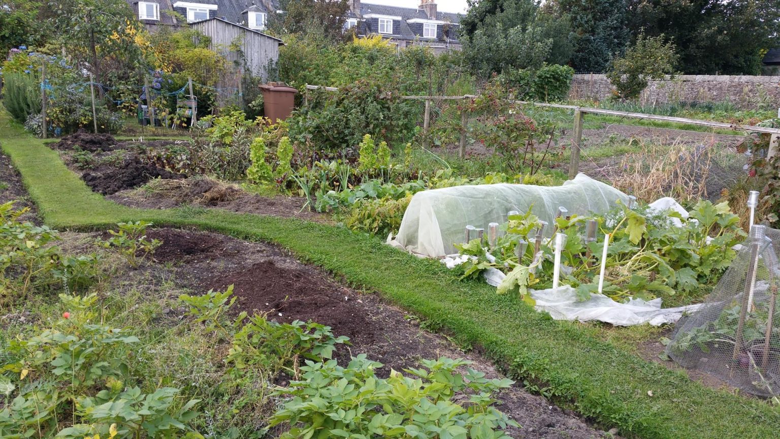 Best of Local: How allotments and community gardens are helping ...