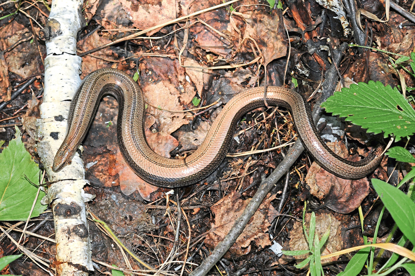 KEITH BROOMFIELD: Impressive discovery of intertwined slow worms ...