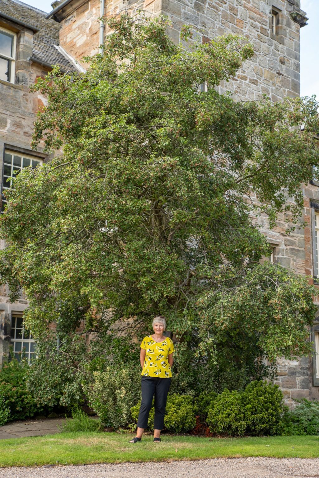 Fife hawthorn planted by Mary Queen of Scots in running to be named ...