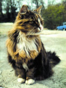 Cats and Scotch: The whimsical tales of the moggies which keep Scotland ...