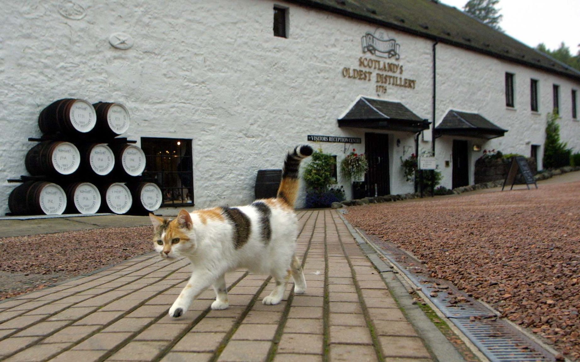Cats and Scotch: The whimsical tales of the moggies which keep Scotland ...