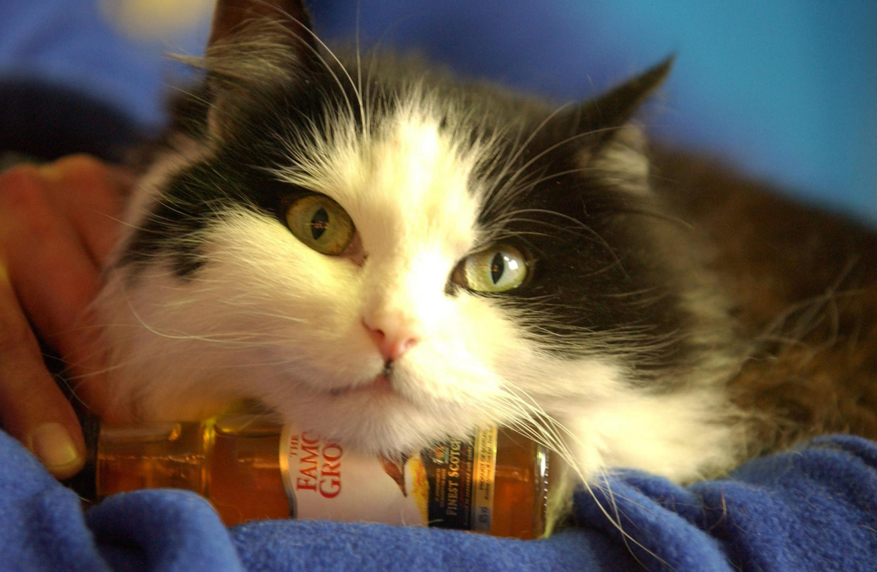 Cats and Scotch: The whimsical tales of the moggies which keep Scotland ...