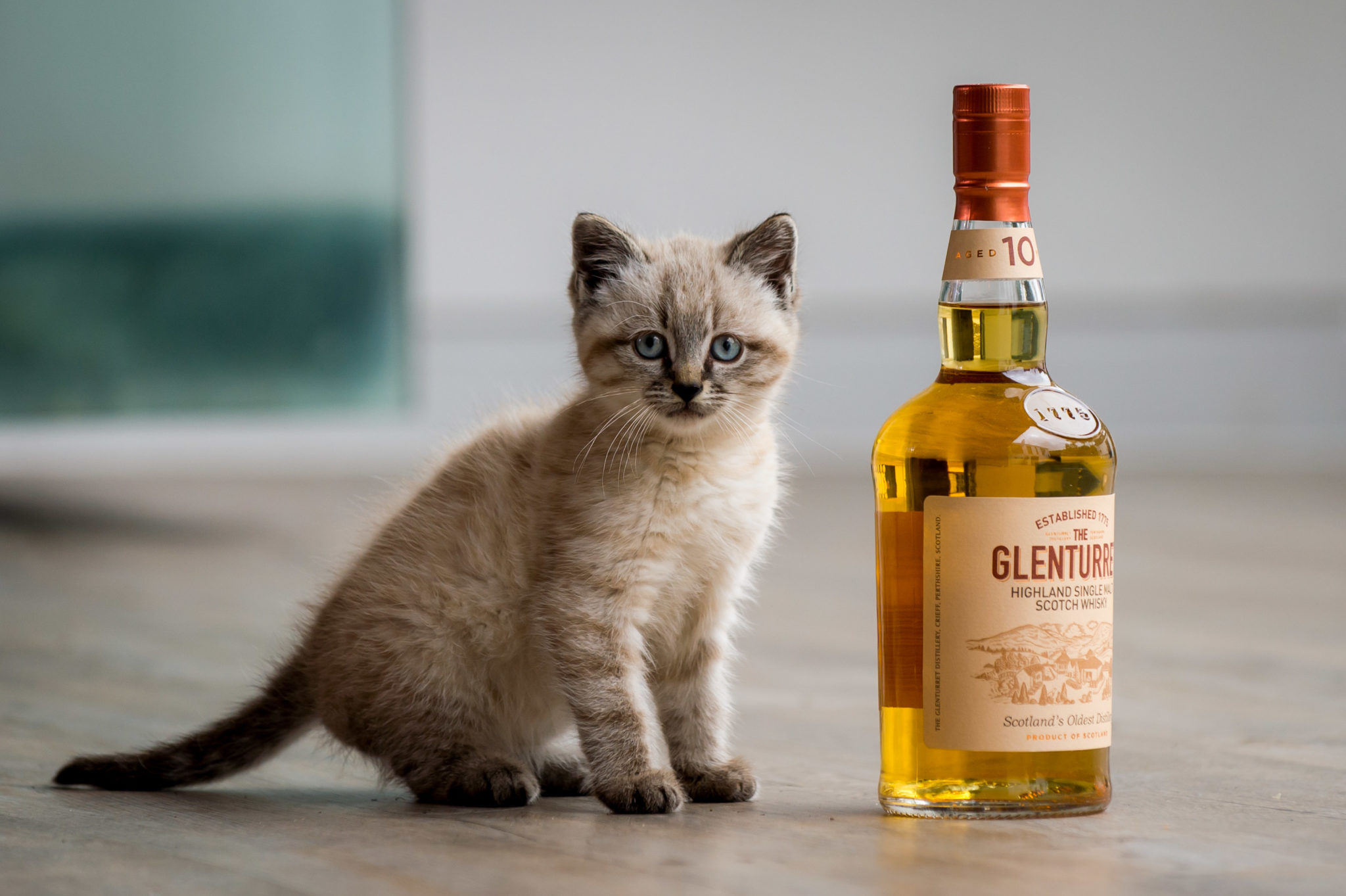 Cats and Scotch: The whimsical tales of the moggies which keep Scotland ...