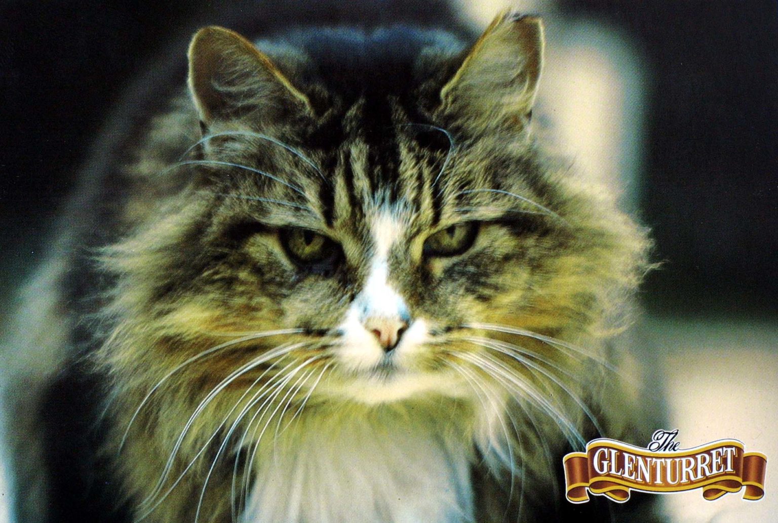 Cats and Scotch: The whimsical tales of the moggies which keep Scotland ...