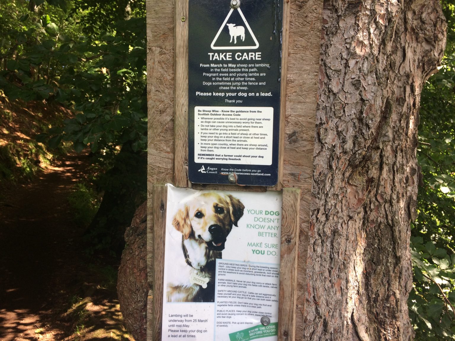 Reekie Linn: Discovering magical falls in Angus on hidden paths
