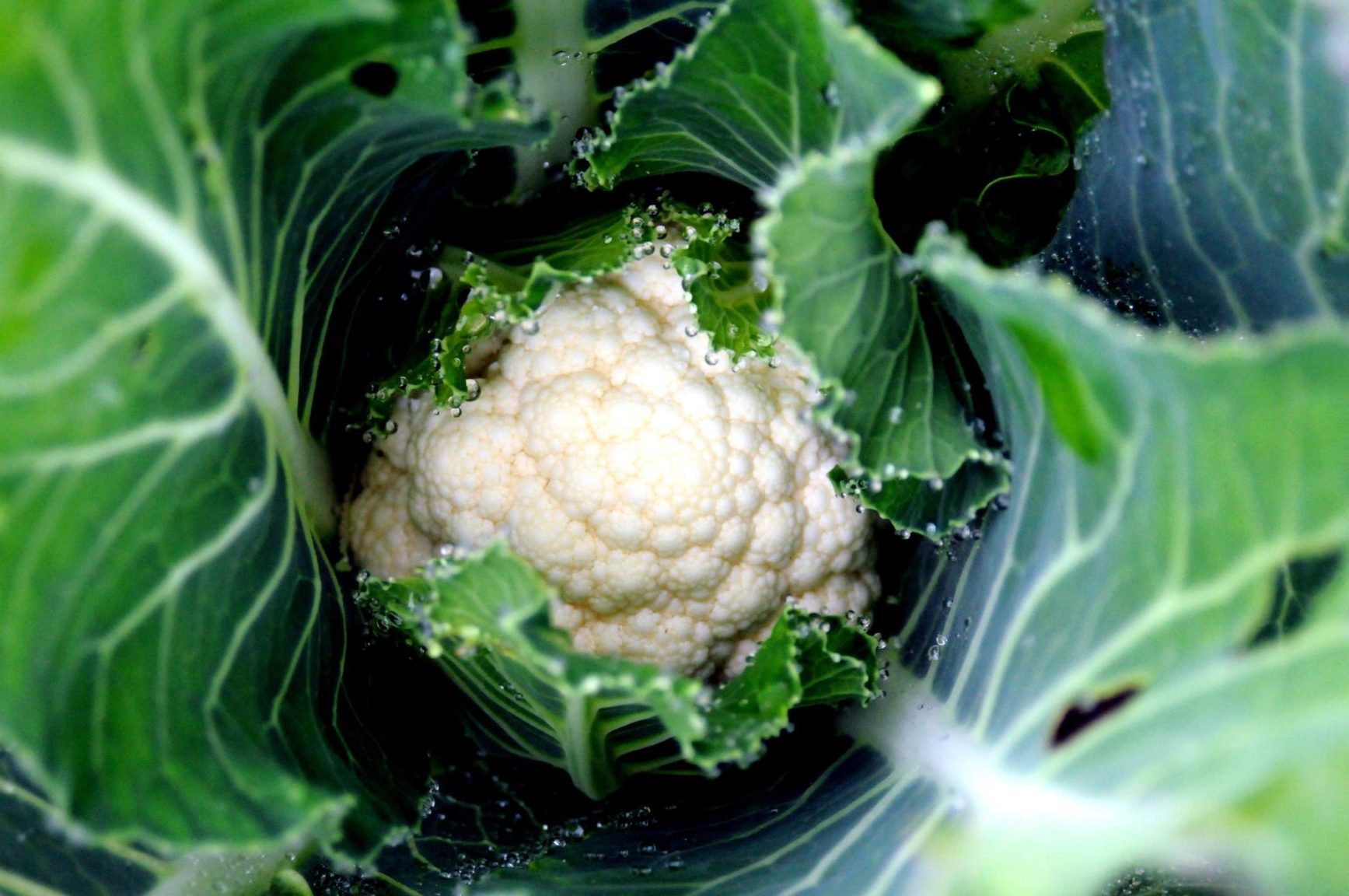 Why Menu Ambassador 2020 Fiona Pollock is waging a war on waste at ...