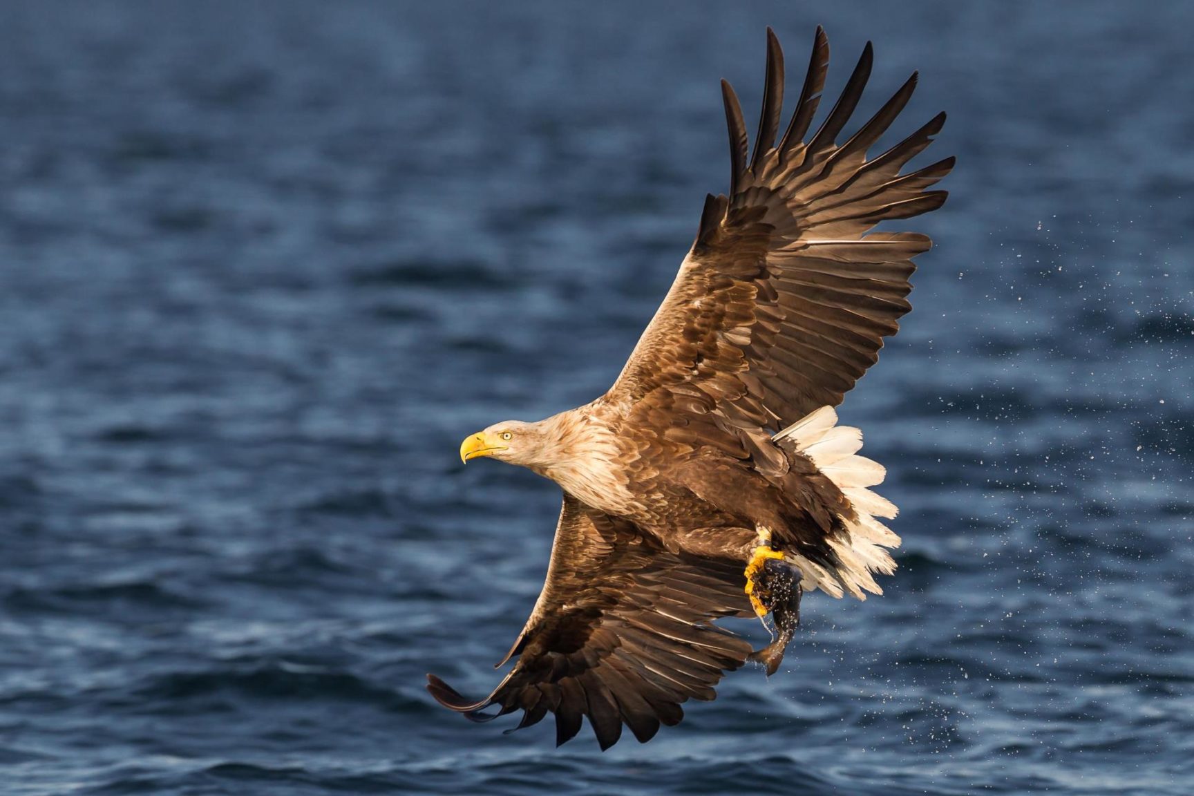 NATURE WATCH: Sea eagles soaring high on Skye - The Courier