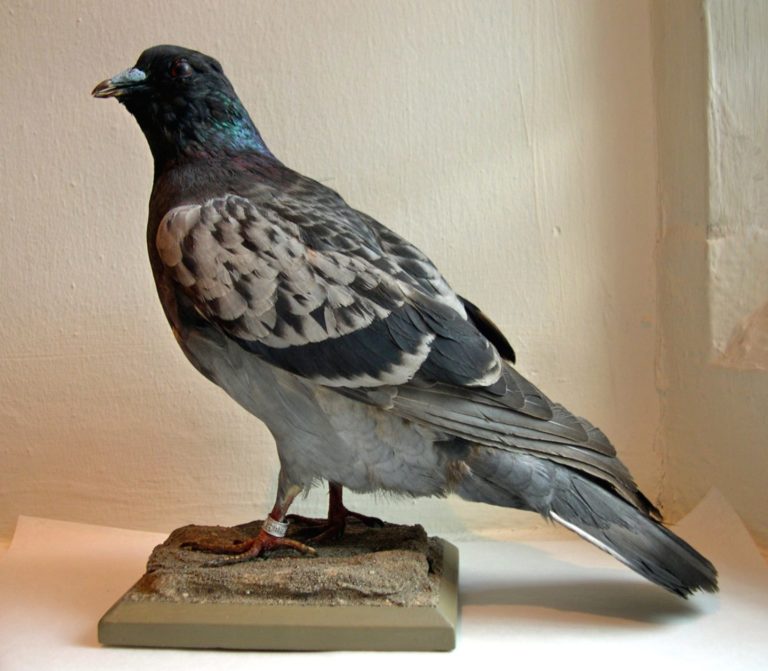 Winkie: Heroic Broughty Ferry homing pigeon who saved crew of doomed ...