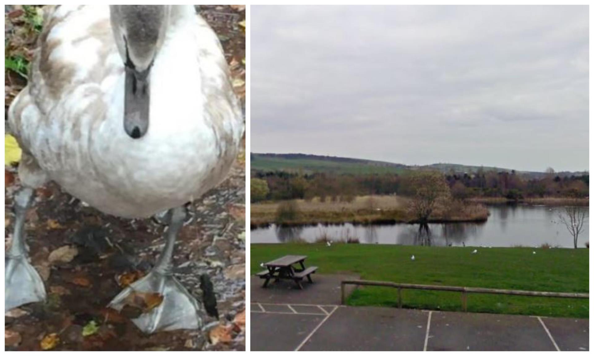 Swan found tangled in discarded fishing tackle at Fife beauty spot