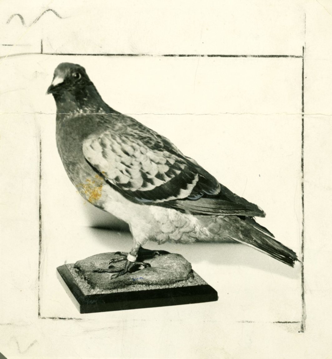 Winkie: Heroic Broughty Ferry homing pigeon who saved crew of doomed ...