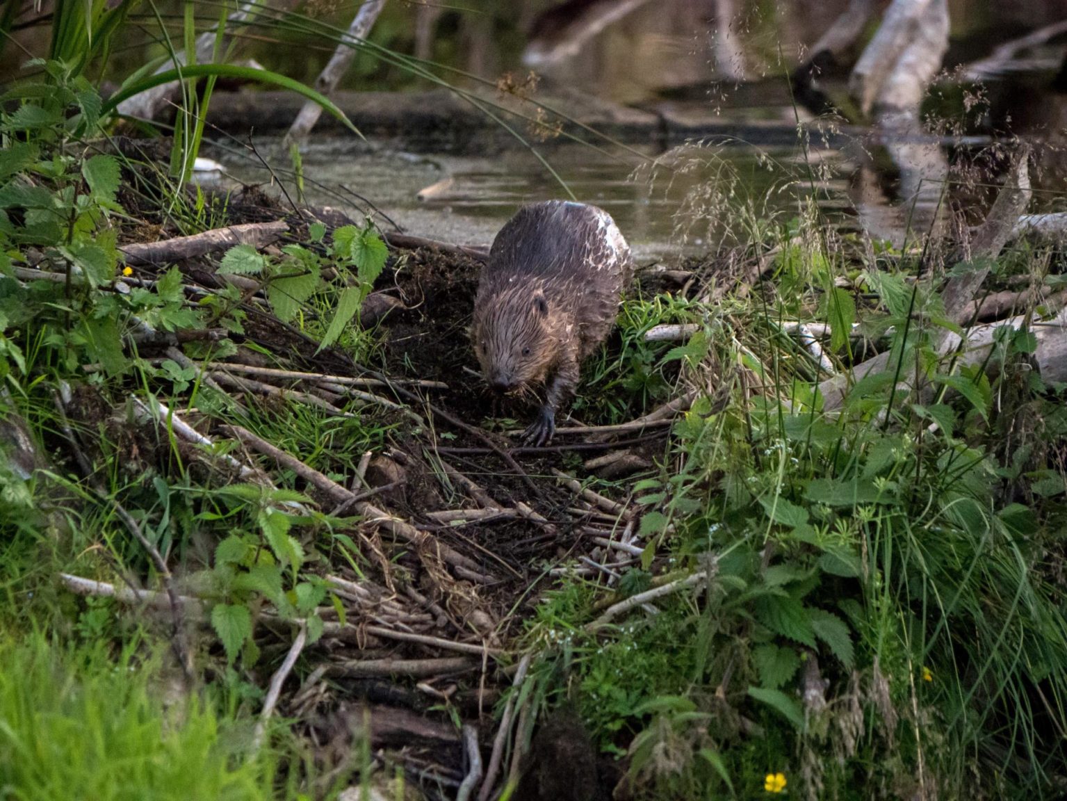 UK first for Perth as urban beavers settle in the centre of Fair City