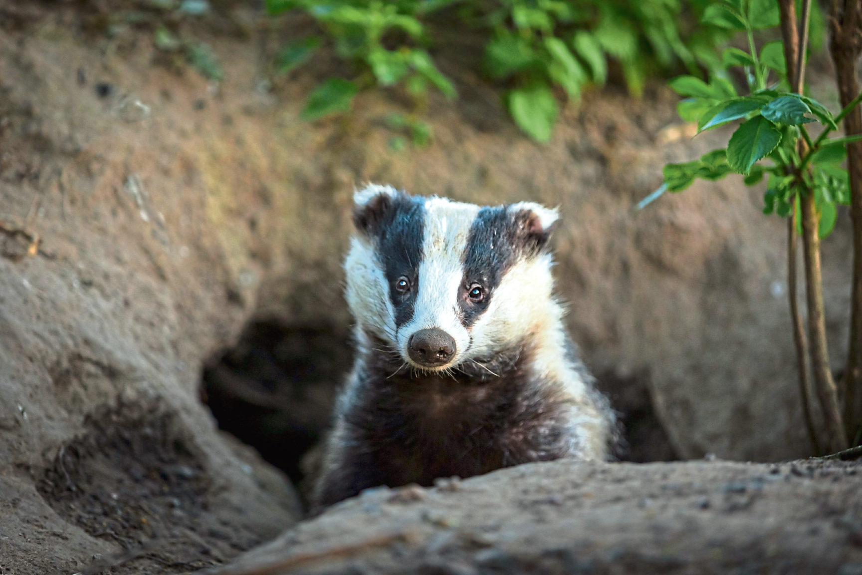 NATURE WATCH: spring in the badger woodlands - The Courier