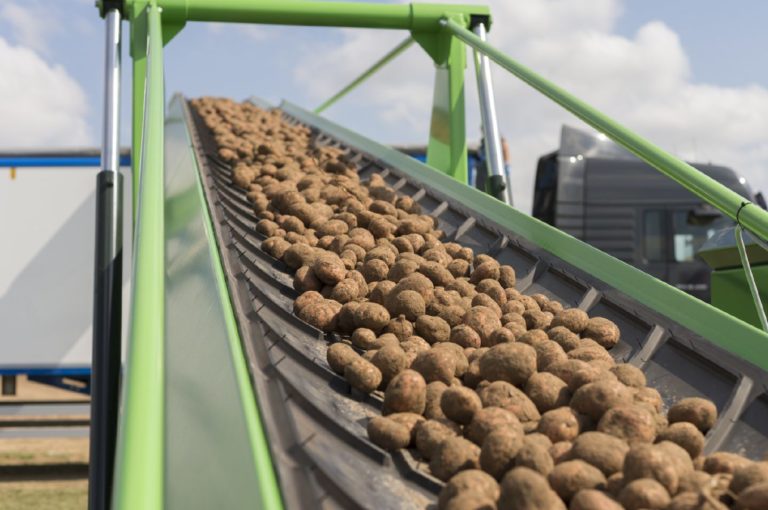 Potato levy ballot opens in wake of decisive horticulture vote - The ...