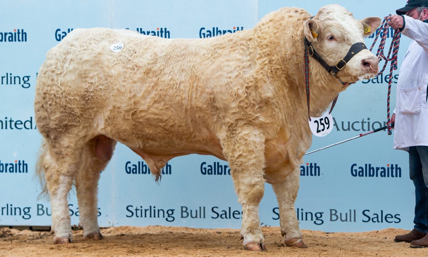 Charolais bull tops the bill at 16,000gns - The Courier